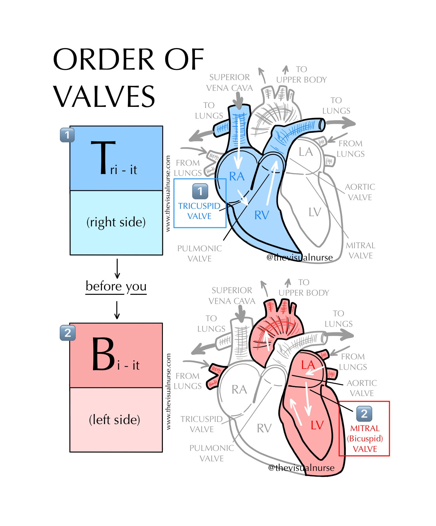 Blood Flow Through the Heart - PDF Instant Download - Etsy