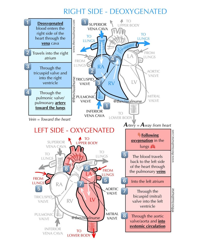Blood Flow Through the Heart - PDF Instant Download - Etsy