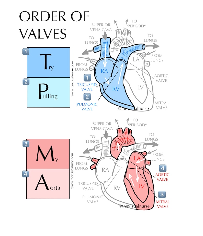 Blood Flow Through the Heart - PDF Instant Download - Etsy