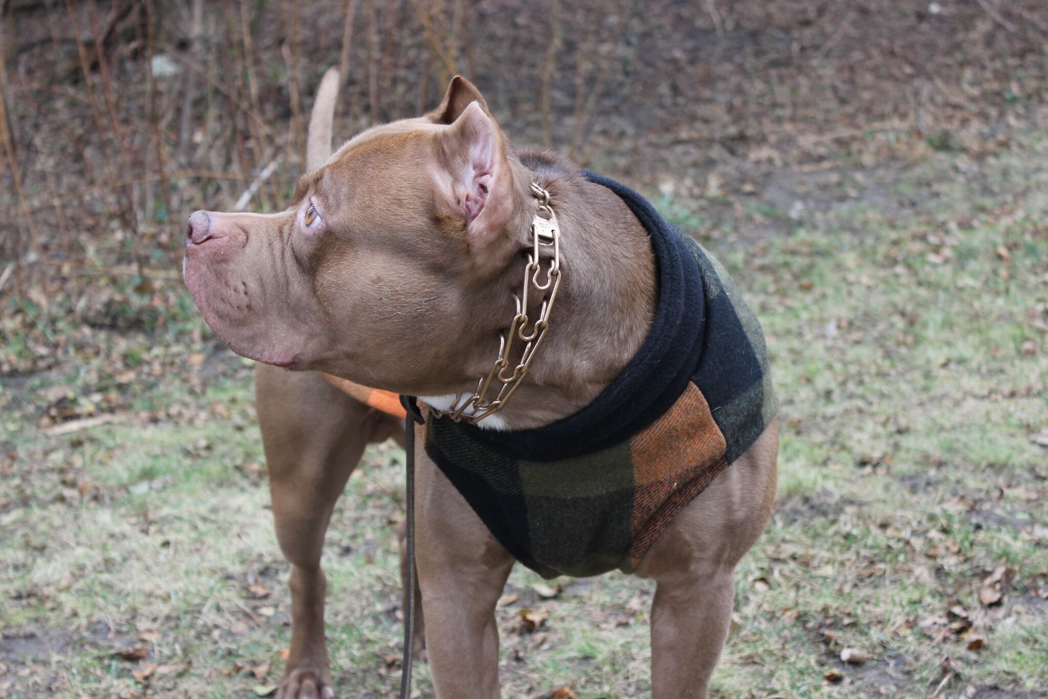 Checkered Harness Dog Coat - Etsy