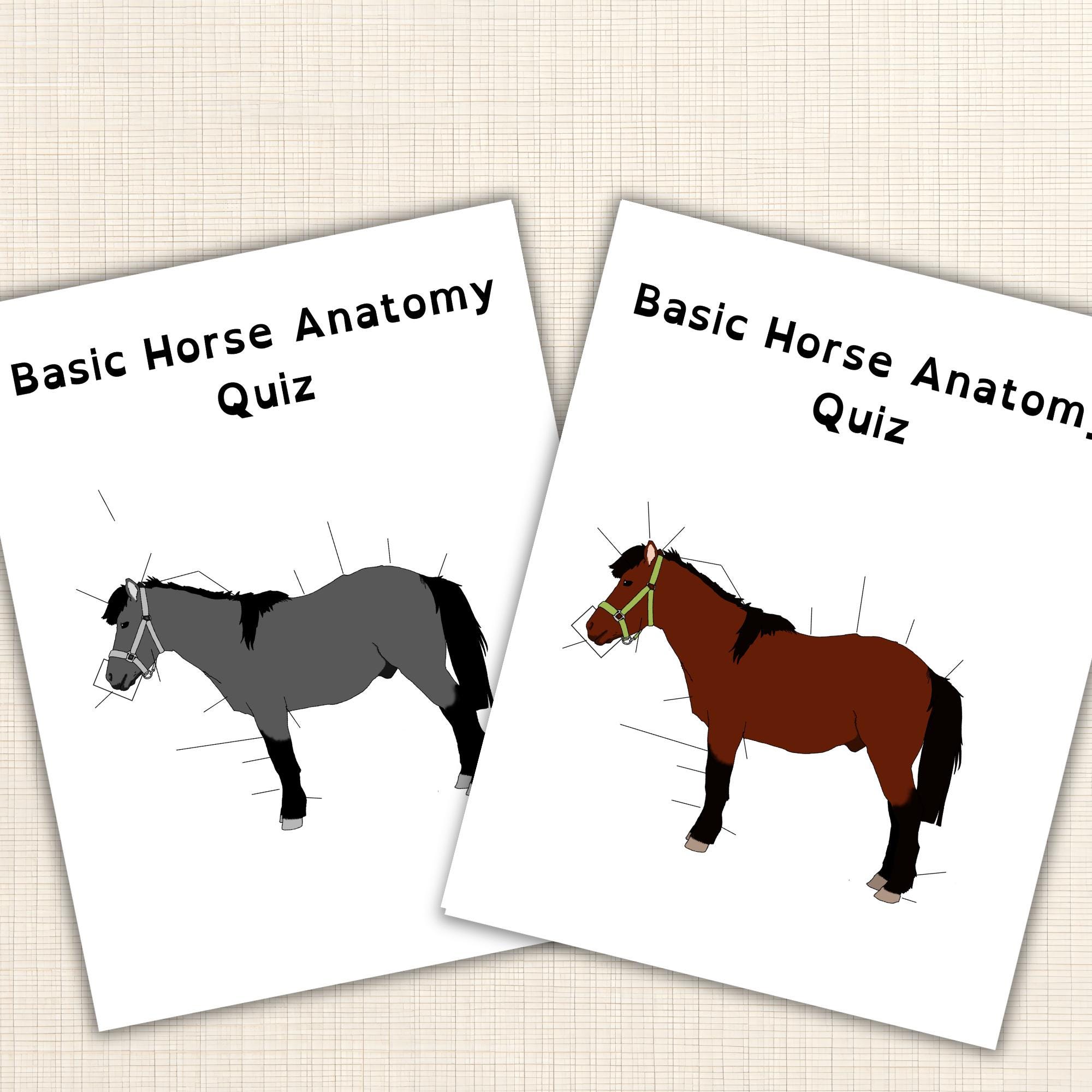 Horse Anatomy Worksheets: Homeschool Learning (digital Download) - Etsy