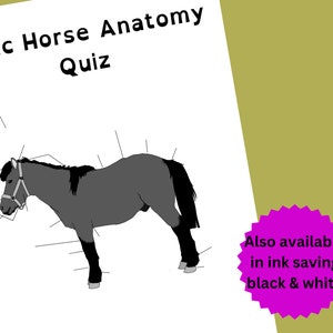 Horse Anatomy Worksheets, Homeschool Horse Anatomy - Etsy
