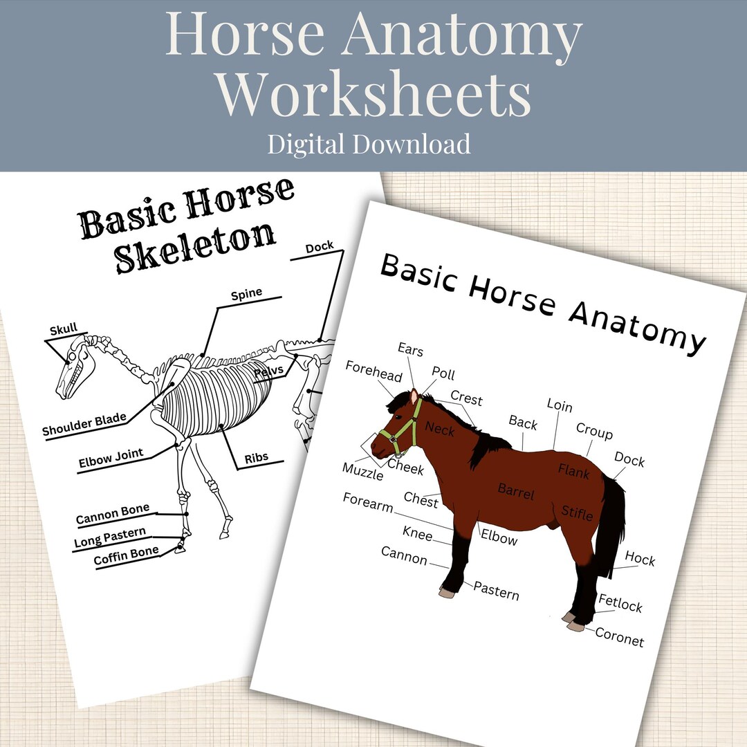 Horse Anatomy Worksheets: Homeschool Learning (digital Download) - Etsy