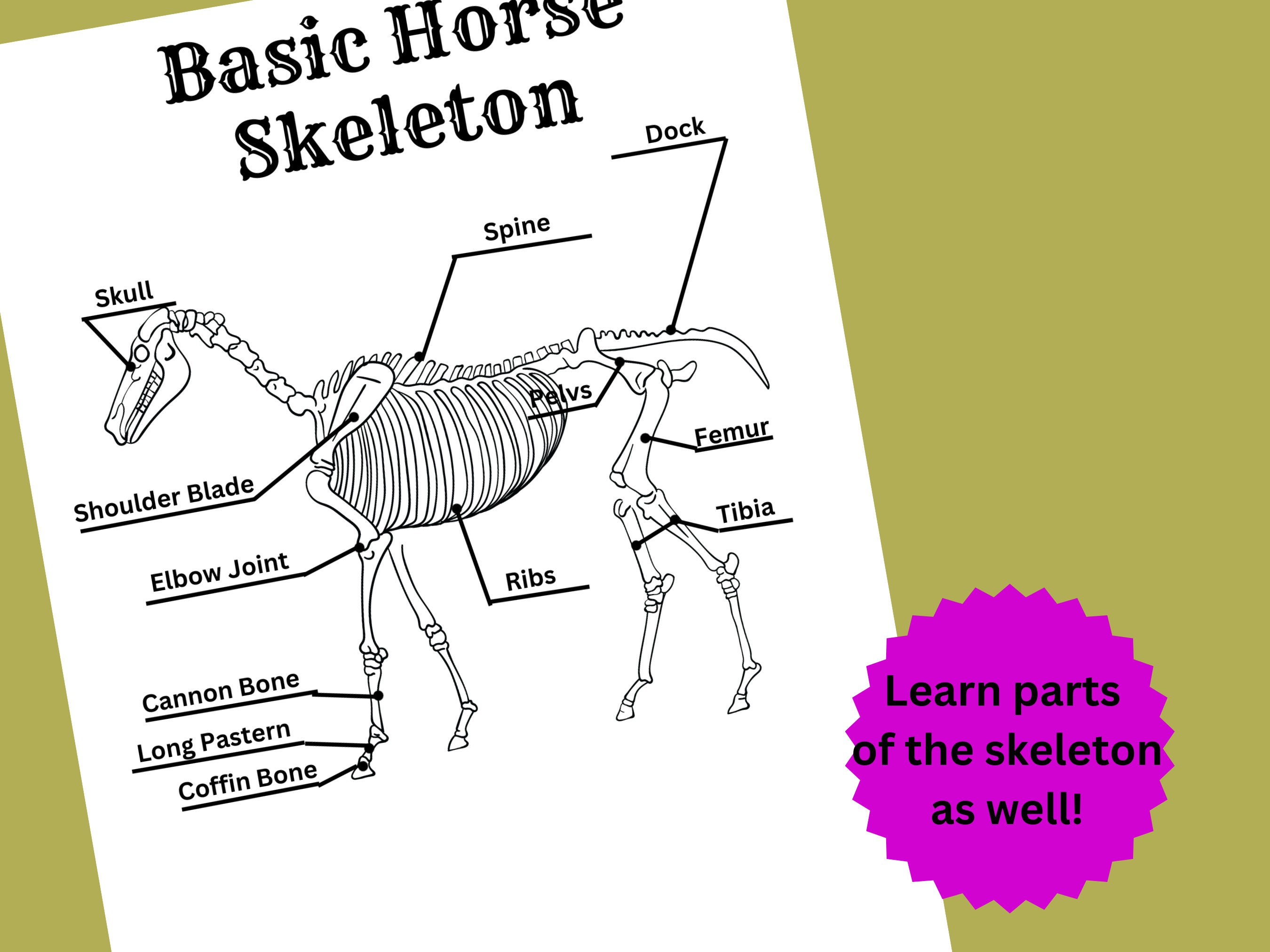 Horse Anatomy Worksheets: Homeschool Learning (digital Download) - Etsy