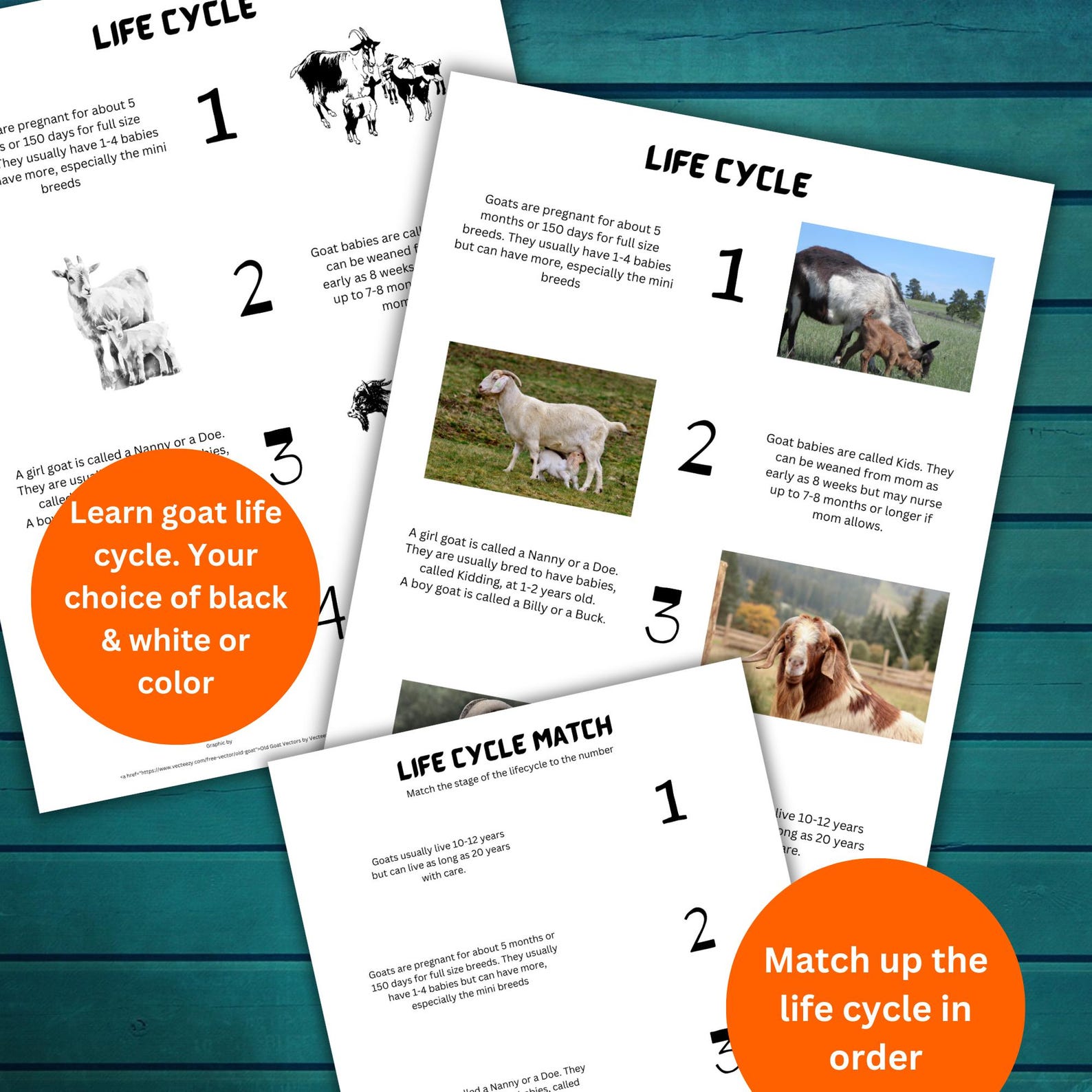 Mini Goat Unit Study, Printable Goat Activities - Etsy