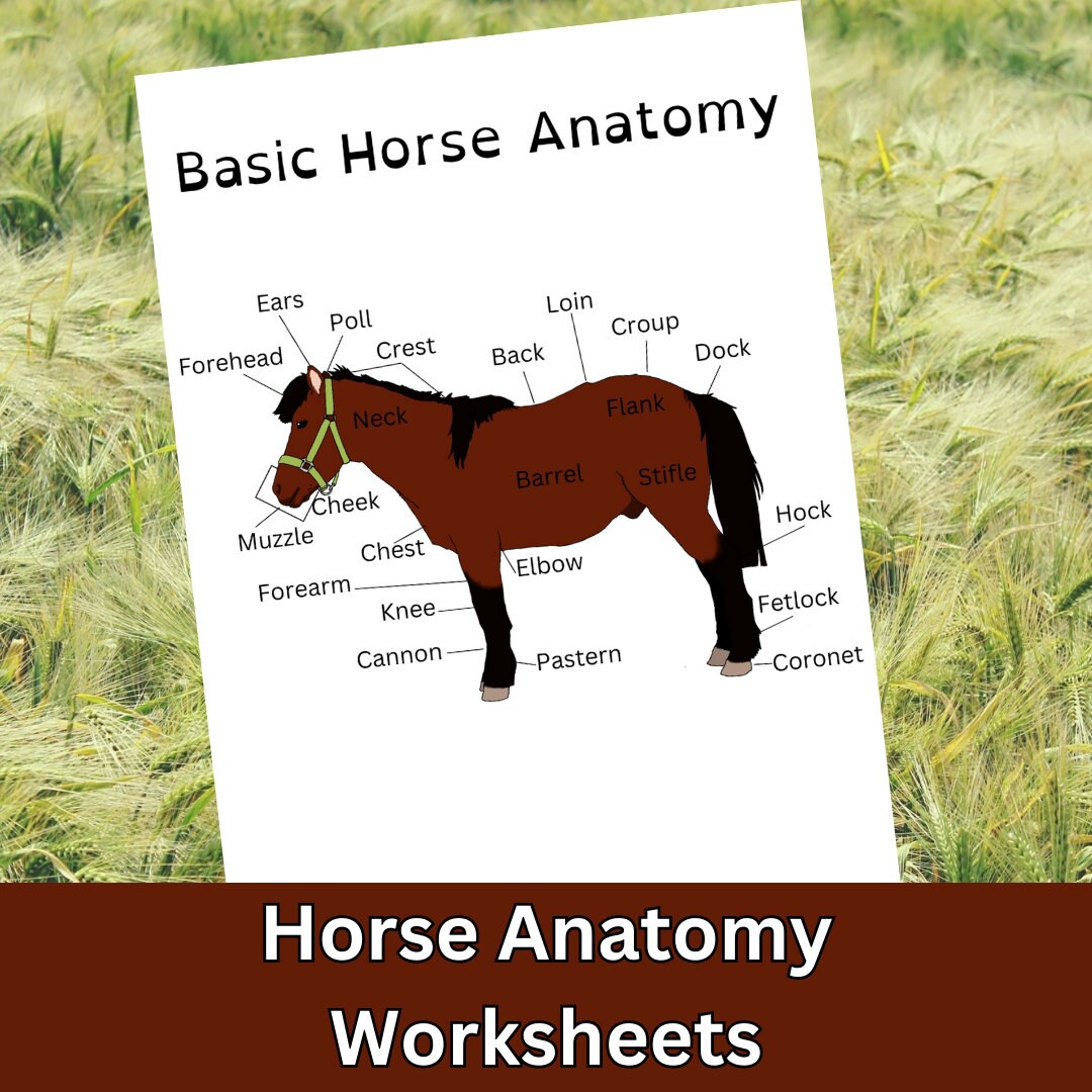 Horse Anatomy Worksheets, Homeschool Horse Anatomy - Etsy
