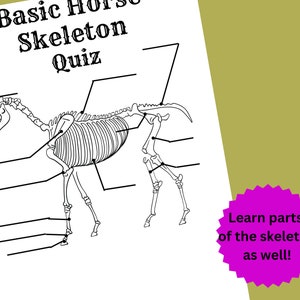 Horse Anatomy Worksheets: Homeschool Learning (digital Download) - Etsy