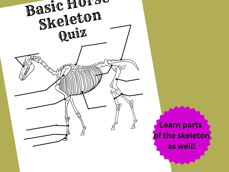 Horse Anatomy Worksheets: Homeschool Learning (digital Download) - Etsy