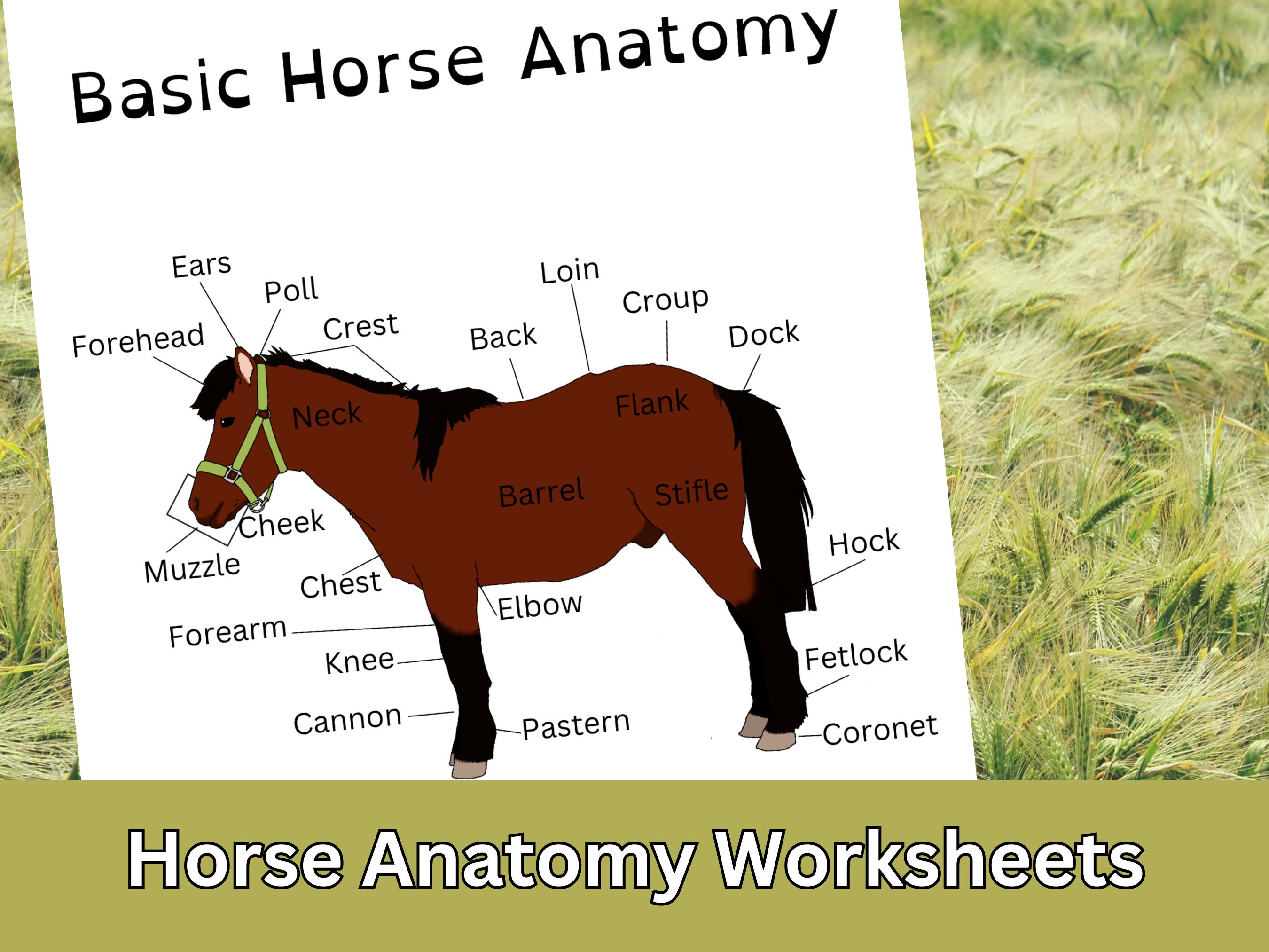Horse Anatomy Worksheets Homeschool Horse Anatomy - Etsy
