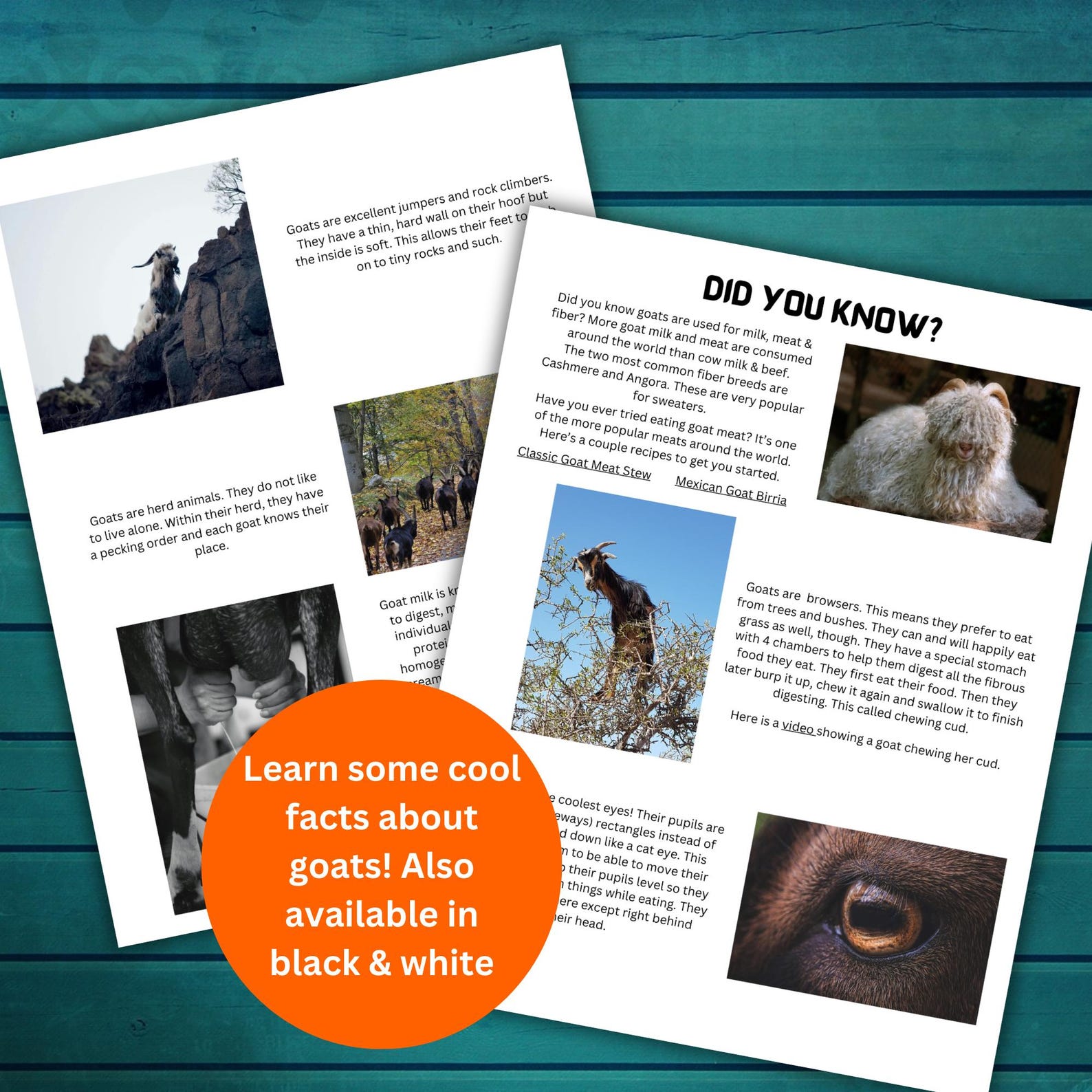 Mini Goat Unit Study, Printable Goat Activities - Etsy