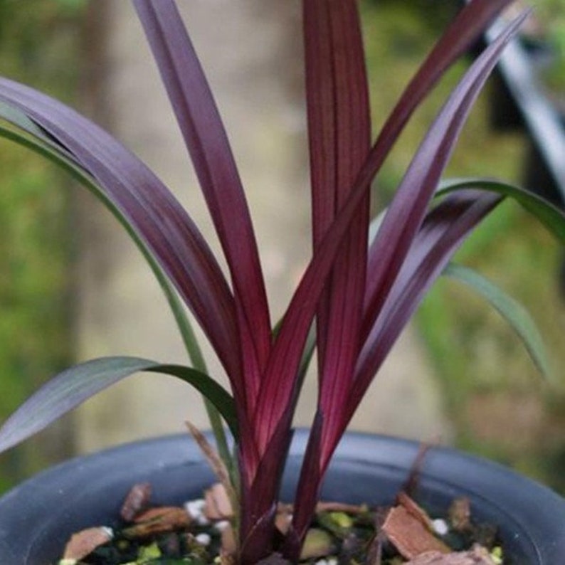 Cymbidium Ensifolium hong Cao Hong He' 建蘭 紅草紅荷 - Etsy