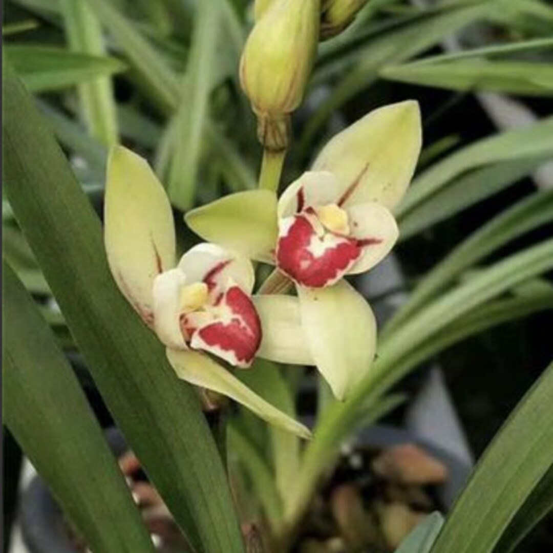 Cymbidium Ensifolium luo Han' 建蘭 羅漢 - Etsy