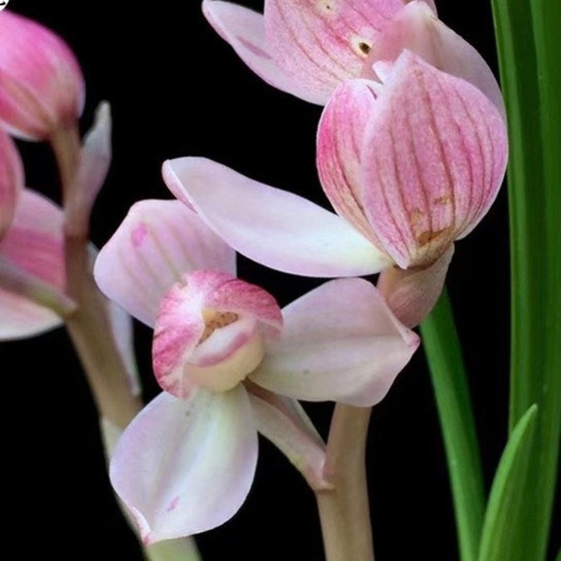 Cymbidium Ensifolium fen He' 建蘭 粉荷 - Etsy