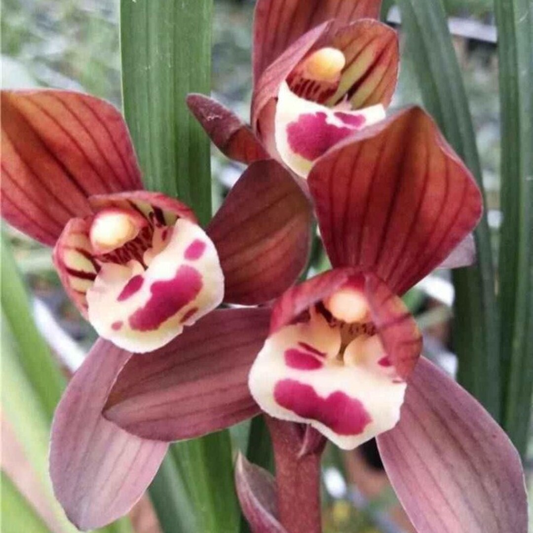 Cymbidium Sinense 'fu Gui Hong He' 墨蘭 富貴紅荷 - Etsy
