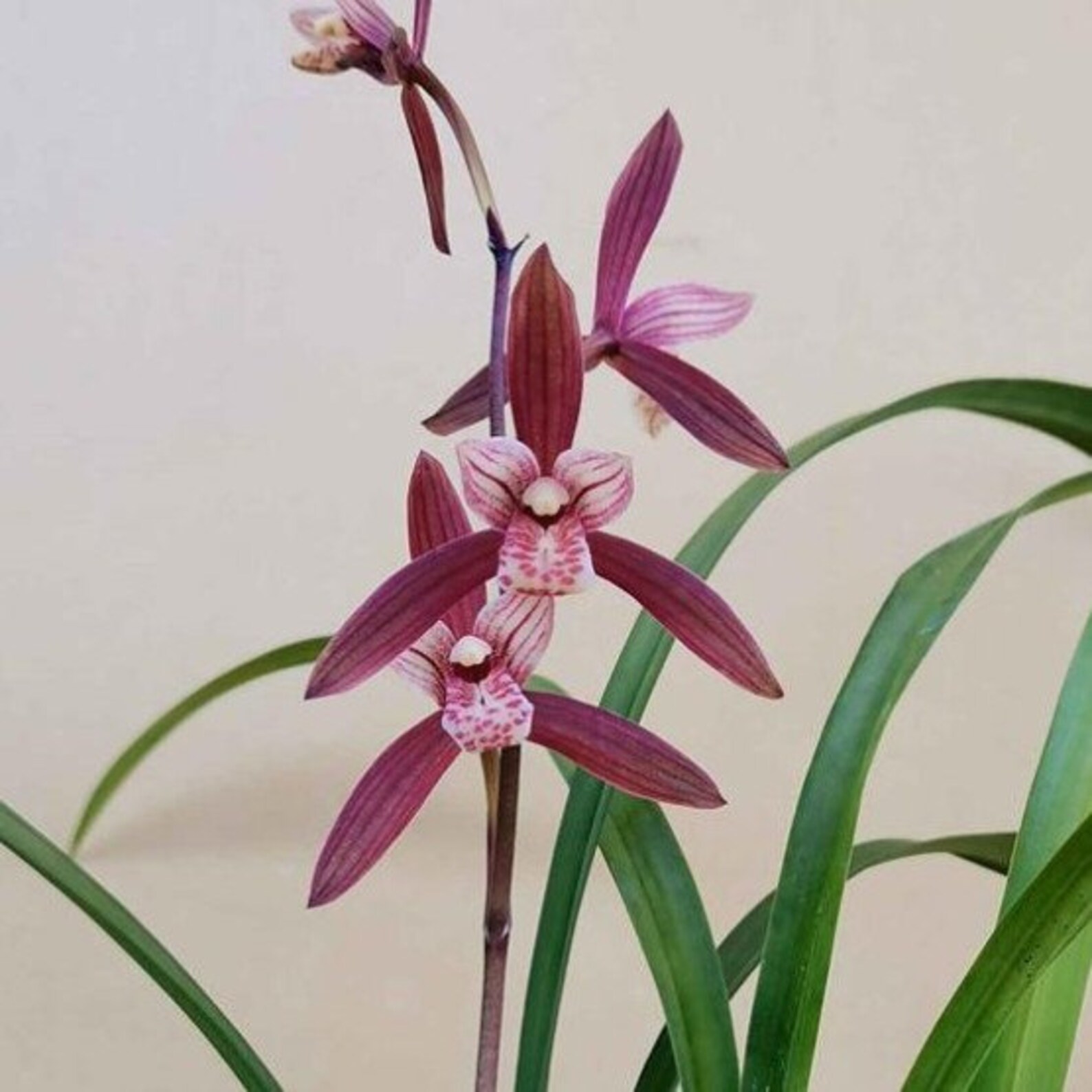 Cymbidium Ensifolium nian Nian Hong' 建蘭 年年紅 - Etsy