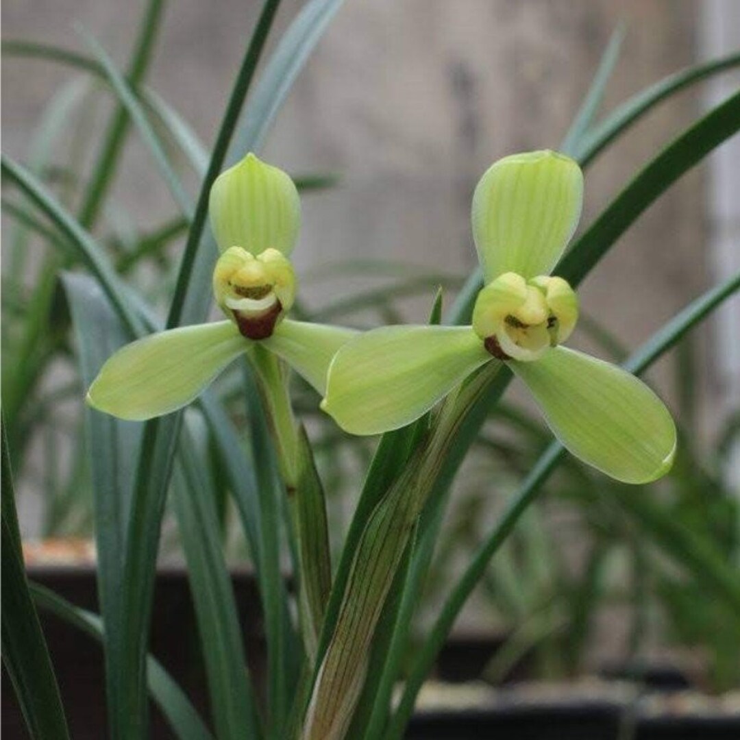 Cymbidium Goeringii 'wang Zi' 春蘭 汪字 - Etsy