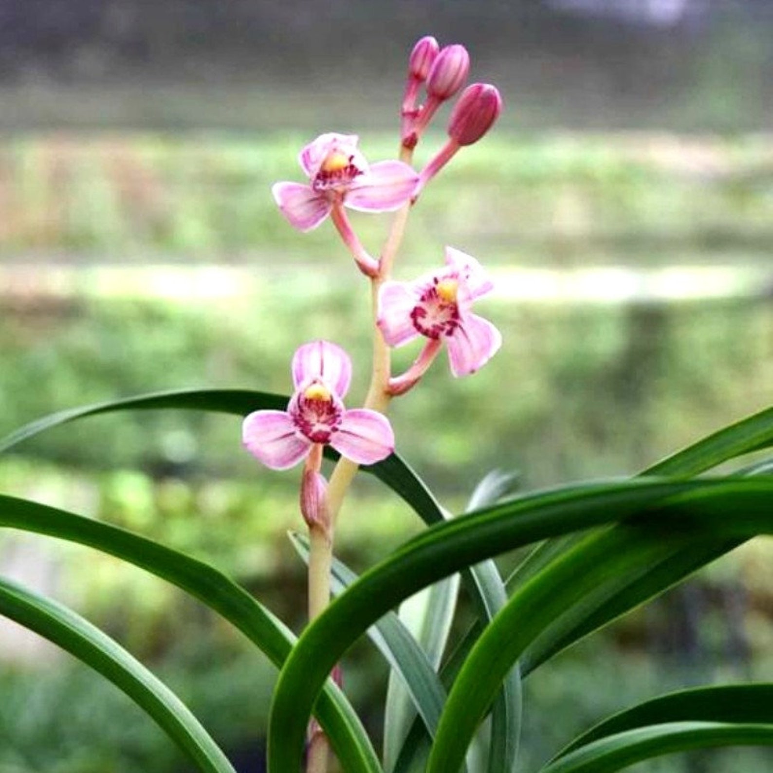 Cymbidium Ensifolium hong Yue' 建蘭 紅月 - Etsy