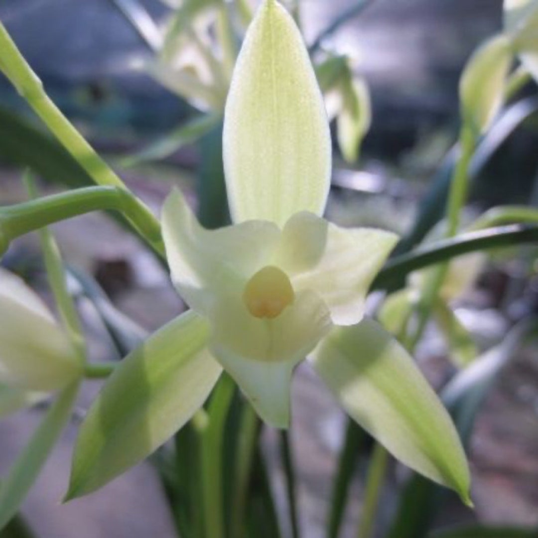 Cymbidium Ensifolium 'qi Xian Nv' 建蘭 七仙女 - Etsy