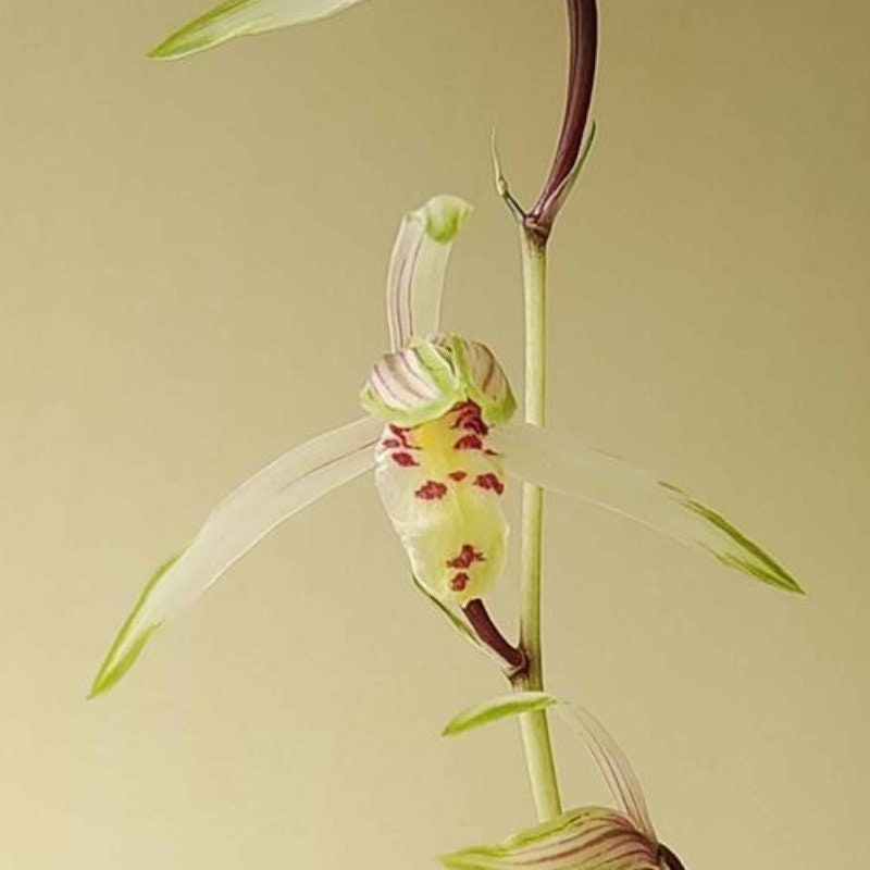 Cymbidium Kanran yang Gui Fei' 寒兰 杨贵妃 - Etsy
