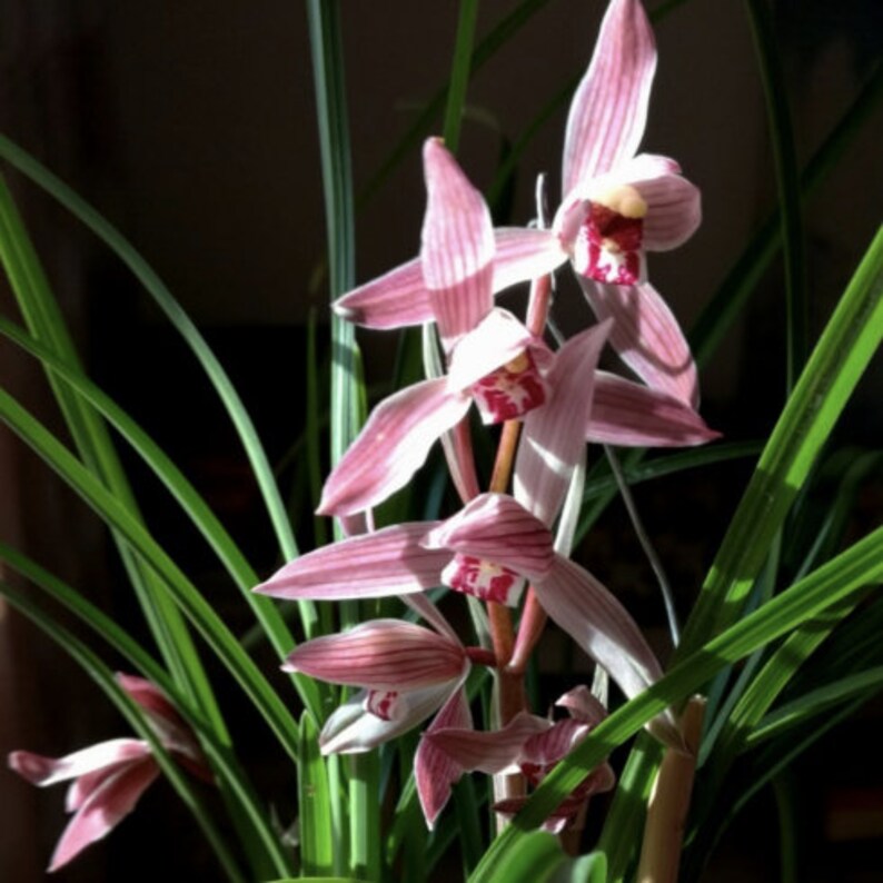 Cymbidium Tortisepalum 'hong Dou' 蓮瓣蘭 紅豆 - Etsy