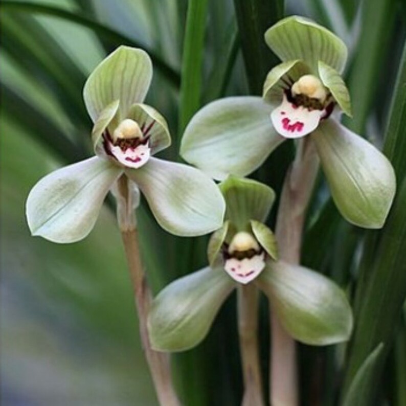 Cymbidium Goeringii 'huan Qiu He Ding' 春蘭 環球荷鼎 - Etsy