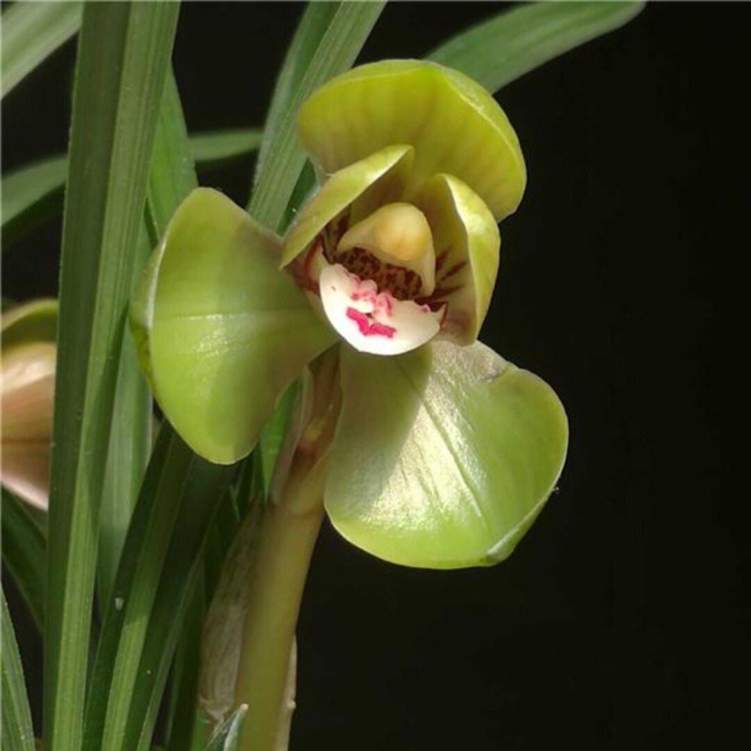 Cymbidium Goeringii 'huan Qiu He Ding' 春蘭 環球荷鼎 - Etsy