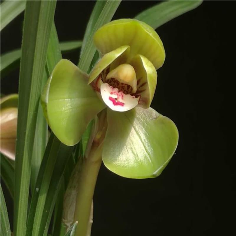 Cymbidium Goeringii 'huan Qiu He Ding' 春蘭 環球荷鼎 - Etsy