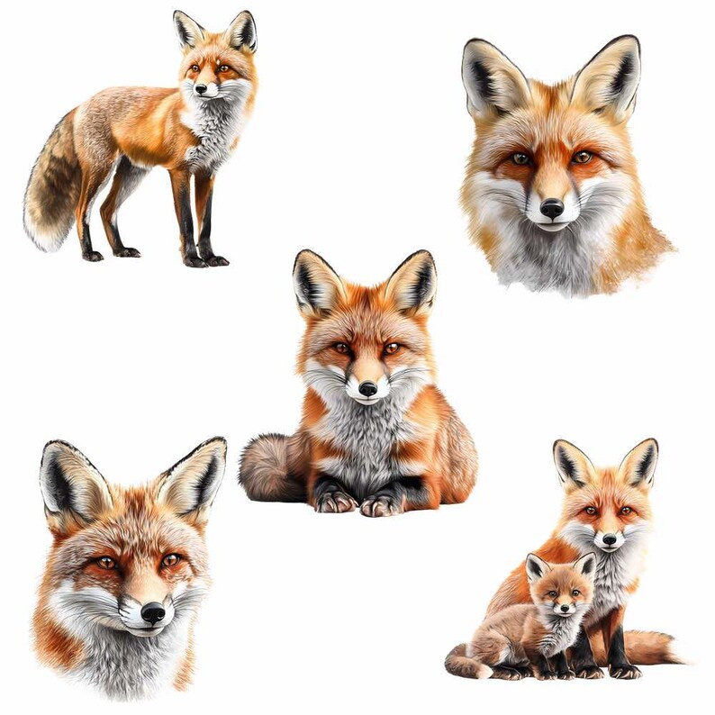 Red Fox Watercolor Clipart Digital Downloads, 24 Designs Wildlife ...