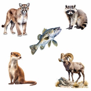 Canada Animals Clipart Forest Wildlife Art Watercolor Digital Downloads ...