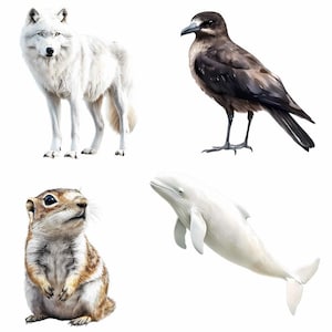 Arctic Animals North Pole Wildlife Watercolor Clipart Digital Download ...