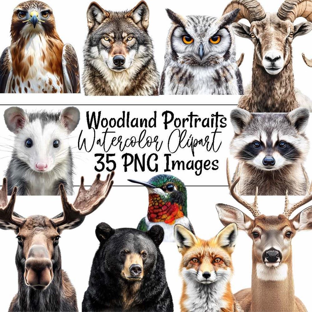 Woodland Animals Clipart Watercolor Portrait North America Wildlife ...