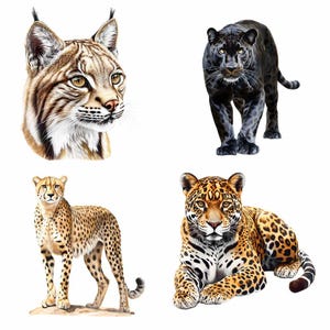 Big Cats Clipart Digital Downloads Watercolor Wild Animal Wildlife ...