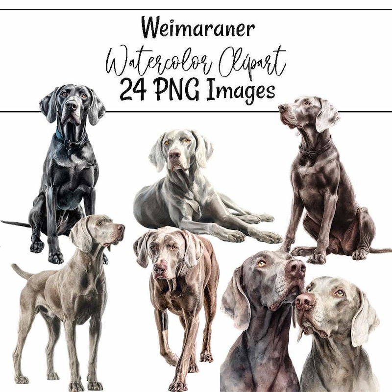 Watercolor Weimaraner - Etsy