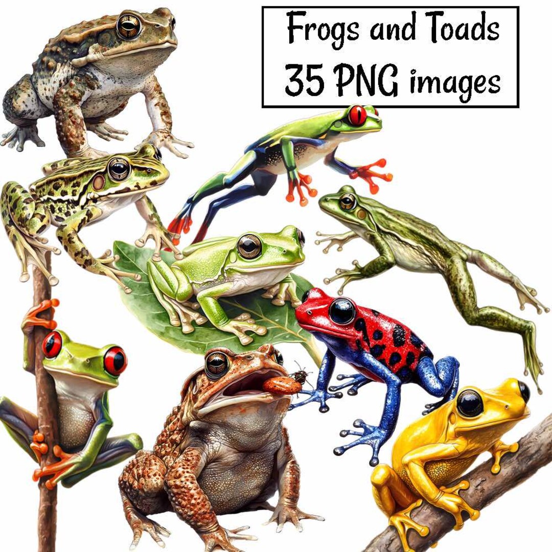 Frog and Toad Watercolor Clipart, 35 Digital Downloads Amphibian Animal ...
