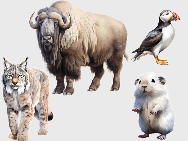 Arctic Animals North Pole Wildlife Watercolor Clipart Digital Downloads ...