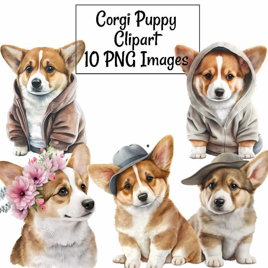 Mezclas De Corgi Y Caniche Bassetoodle (Basset Hound Poodle Mix) Info,