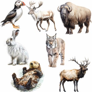 Canada Animals Clipart Forest Wildlife Art Watercolor Digital Downloads ...