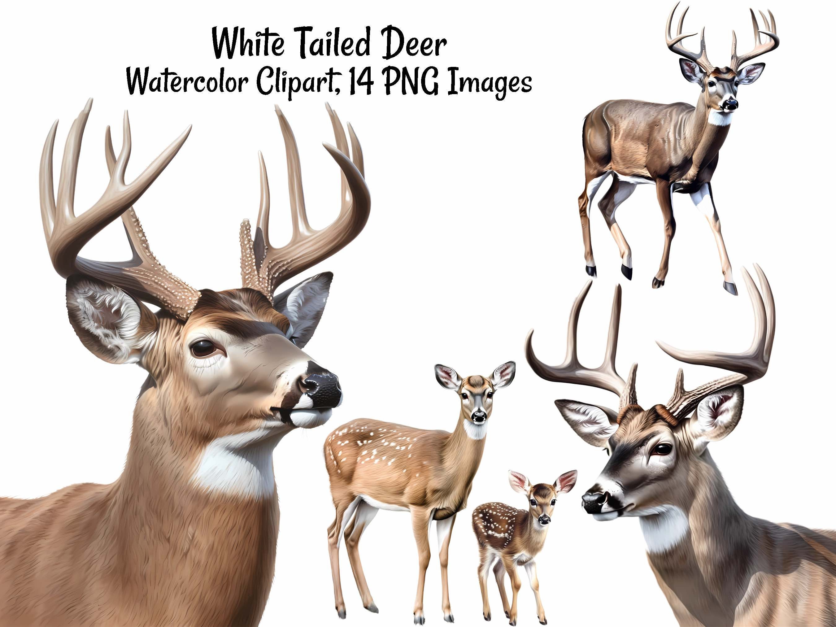 White Tailed Deer Watercolor Digital Downloads 14 Buck Doe - Etsy