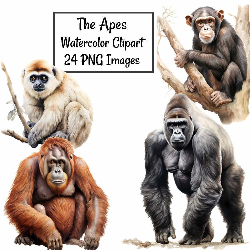 Apes Watercolor Clipart Digital Downloads 24 Simian Primate - Etsy Canada