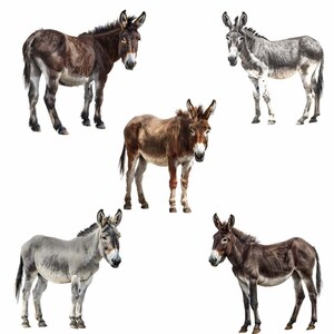 Donkey Clipart Digital Downloads, 31 PNG Donkey Breeds Farm Animal ...