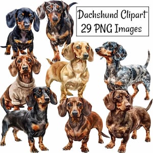 Dachshund Clipart Digital Downloads Doxie Smooth-haired Wiener Sausage ...