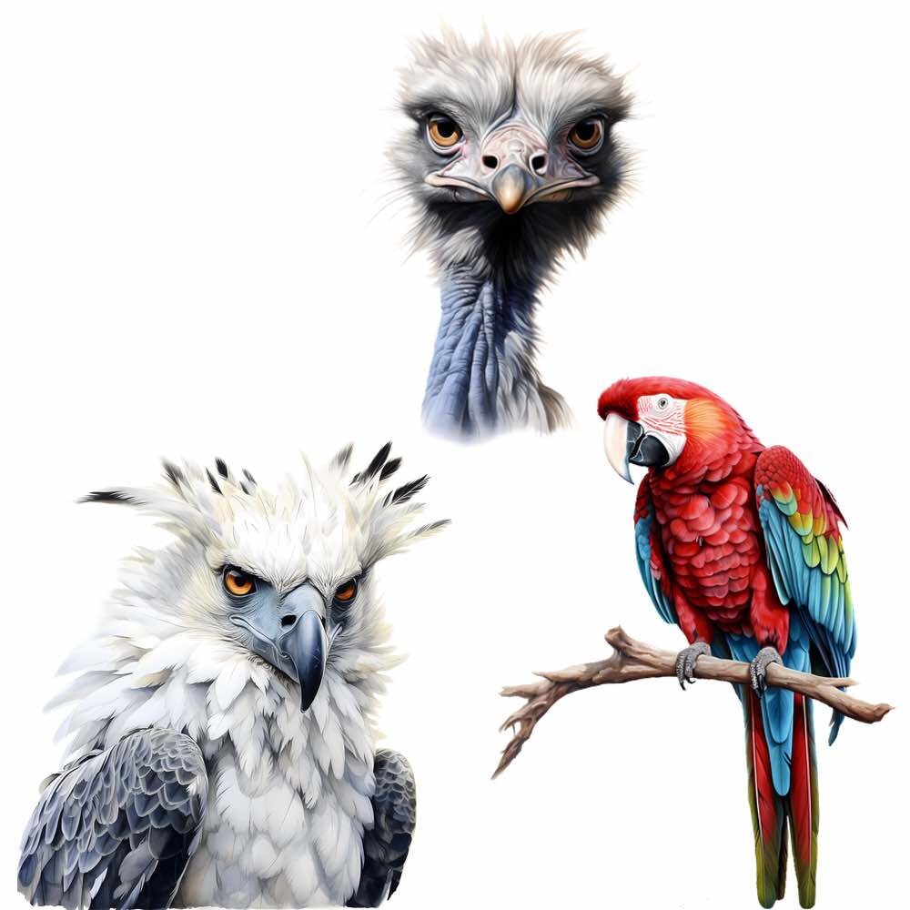 Birds Watercolor Clipart Digital Downloads 20 Bird Watching - Etsy