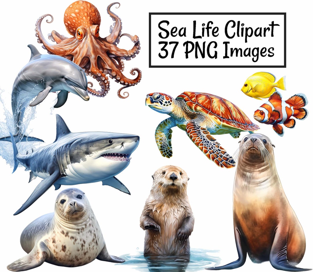Sea Life Large Clipart Bundle Digital Downloads,37 Watercolor Ocean ...
