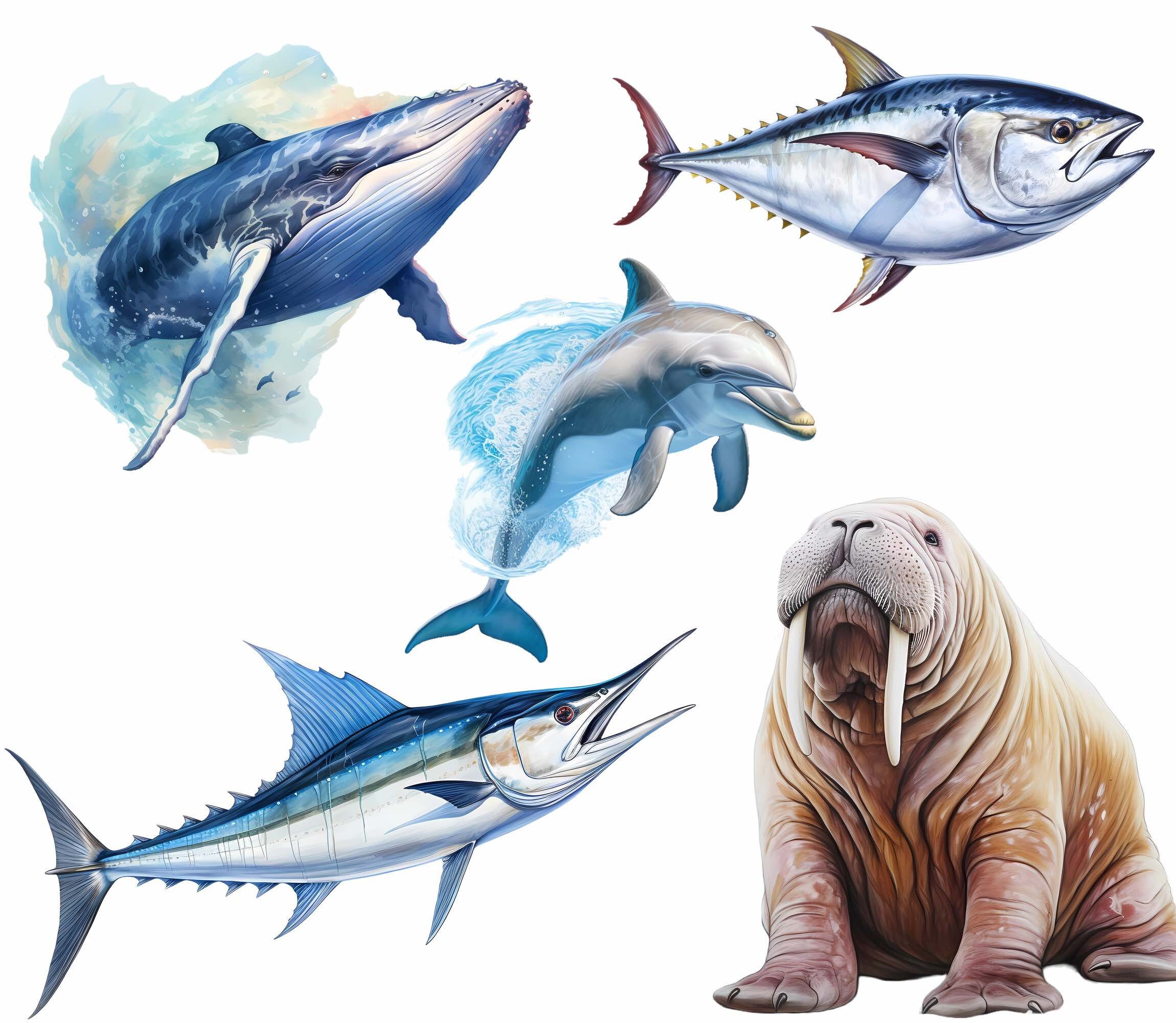 Sea Life Large Clipart Bundle Digital Downloads37 Watercolor - Etsy