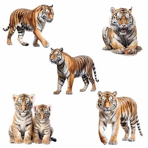 Tiger Clipart, Watercolor Digital Downloads, 33 Big Cat Safari Jungle ...