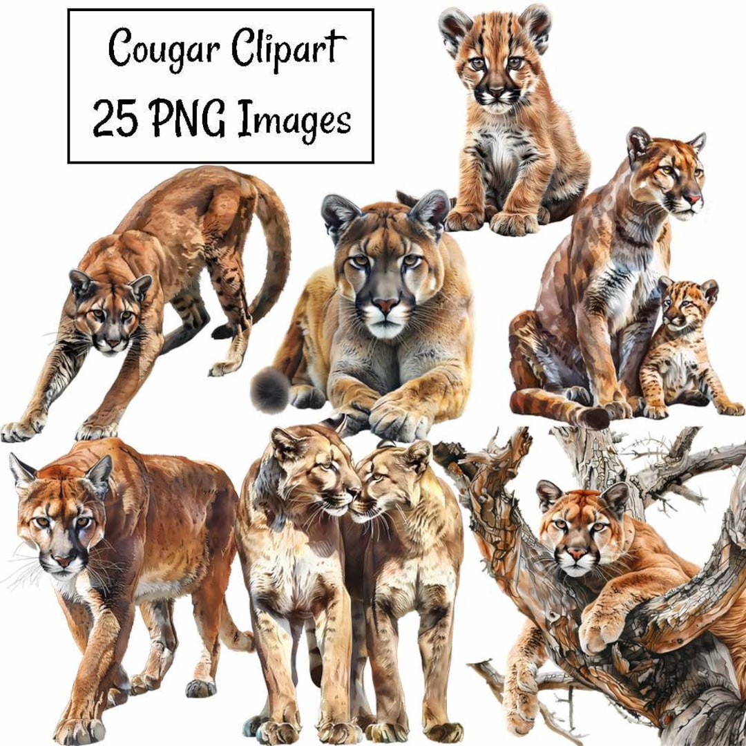 Cougar Watercolor Clipart Mountain Lion Big Cat Digital Downloads ...