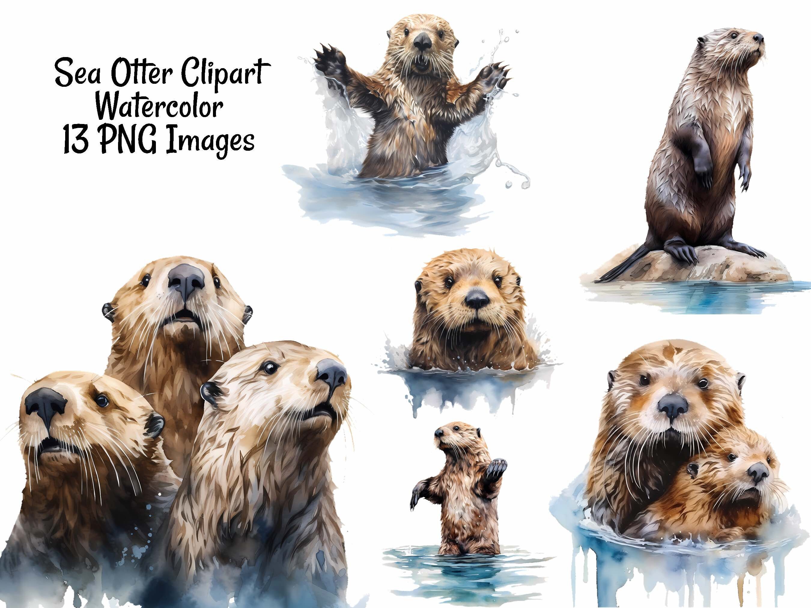 Sea Otter Wildlife Watercolor Clipart Transparent Background - Etsy