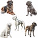 Working Dogs Watercolor Clipart Digital Downloads Dog Breed Animal AKC ...