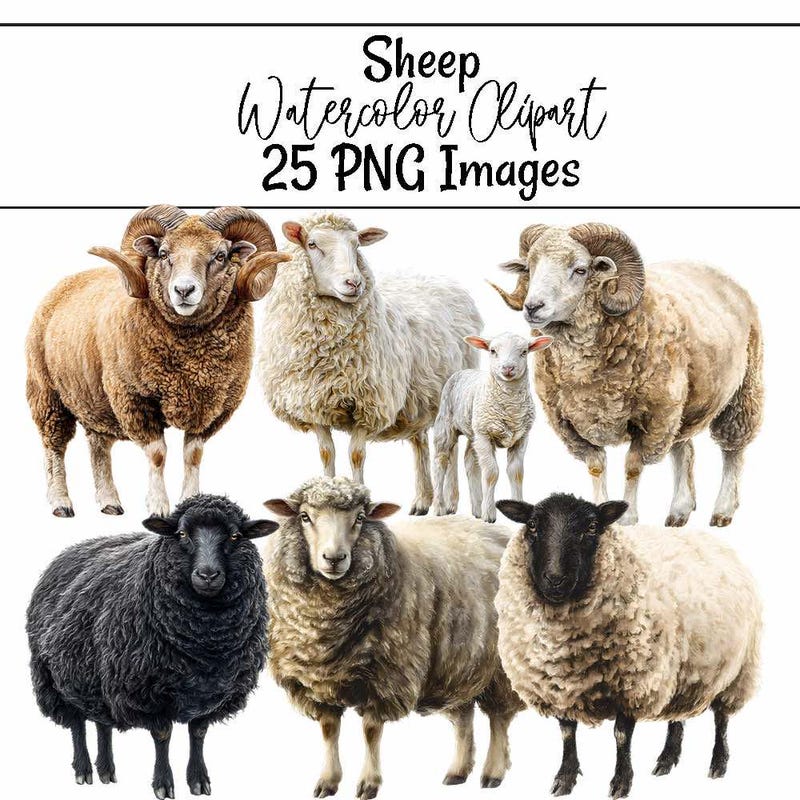 Watercolor Black Sheep - Etsy