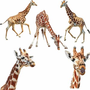 Giraffe Clipart,27 Watercolor African Animal Wildlife Safari Digital ...